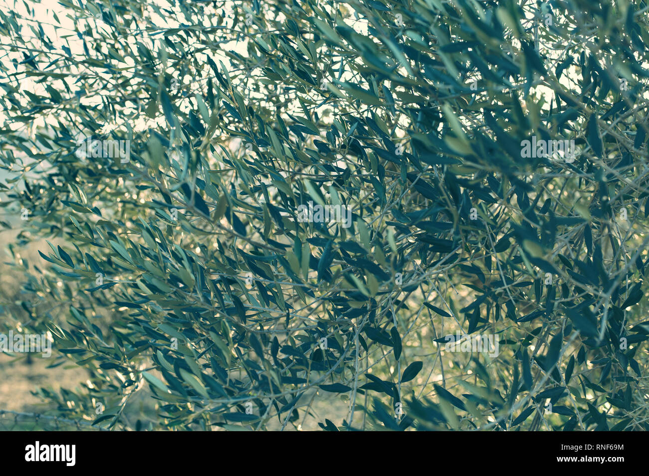 Olive trees garden, mediterranean olive field ready for harvest Stock ...