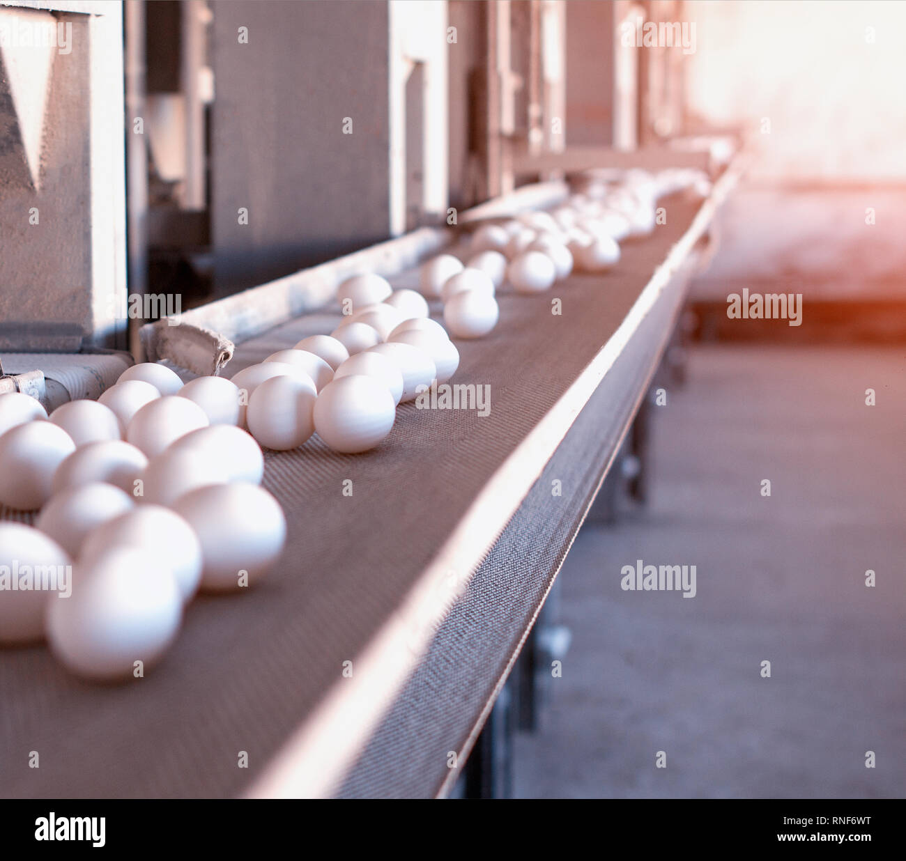 Multi-level conveyor belt with chicken eggs on a chicken farm, sun ...