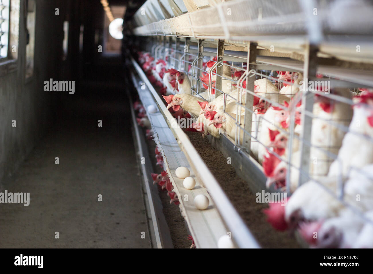 Modern chicken farm for the production of chickens and the production ...