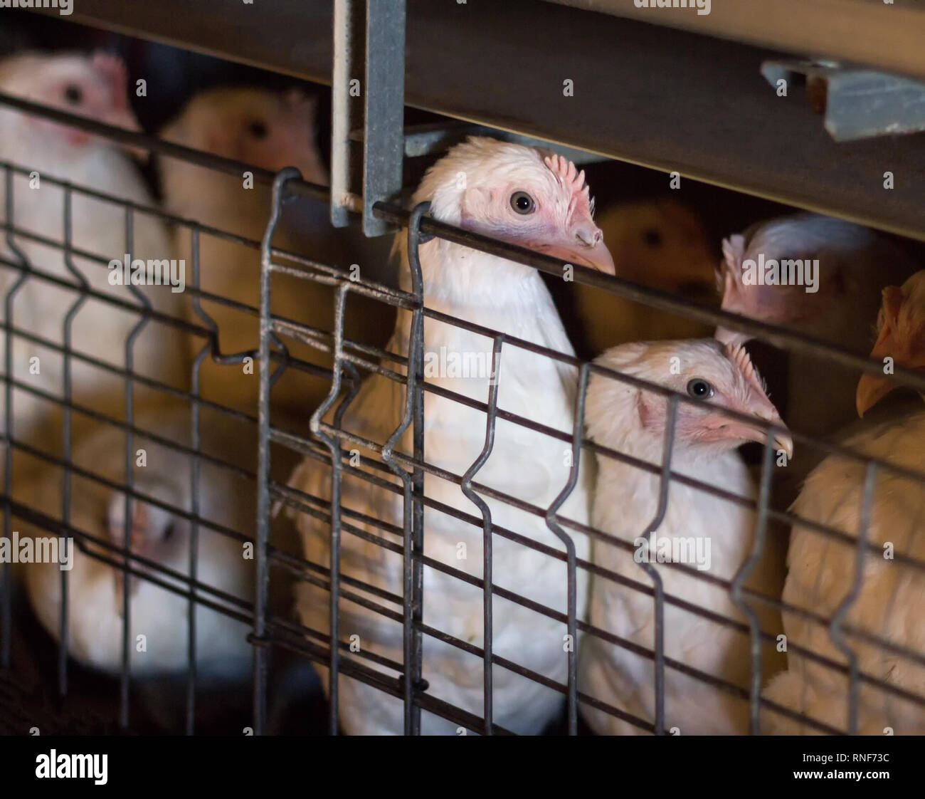 Broiler barn hi-res stock photography and images - Alamy