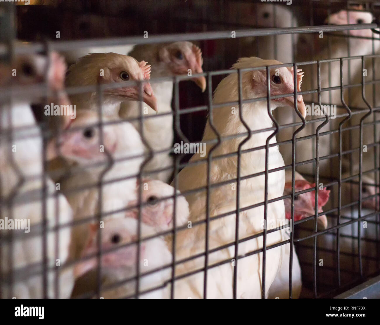 Broiler barn hi-res stock photography and images - Alamy