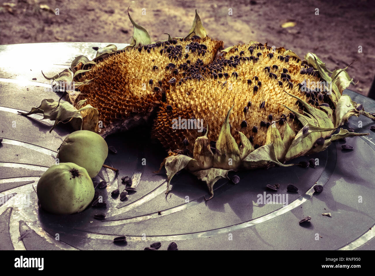 Apples And Goats High Resolution Stock Photography and Images - Alamy