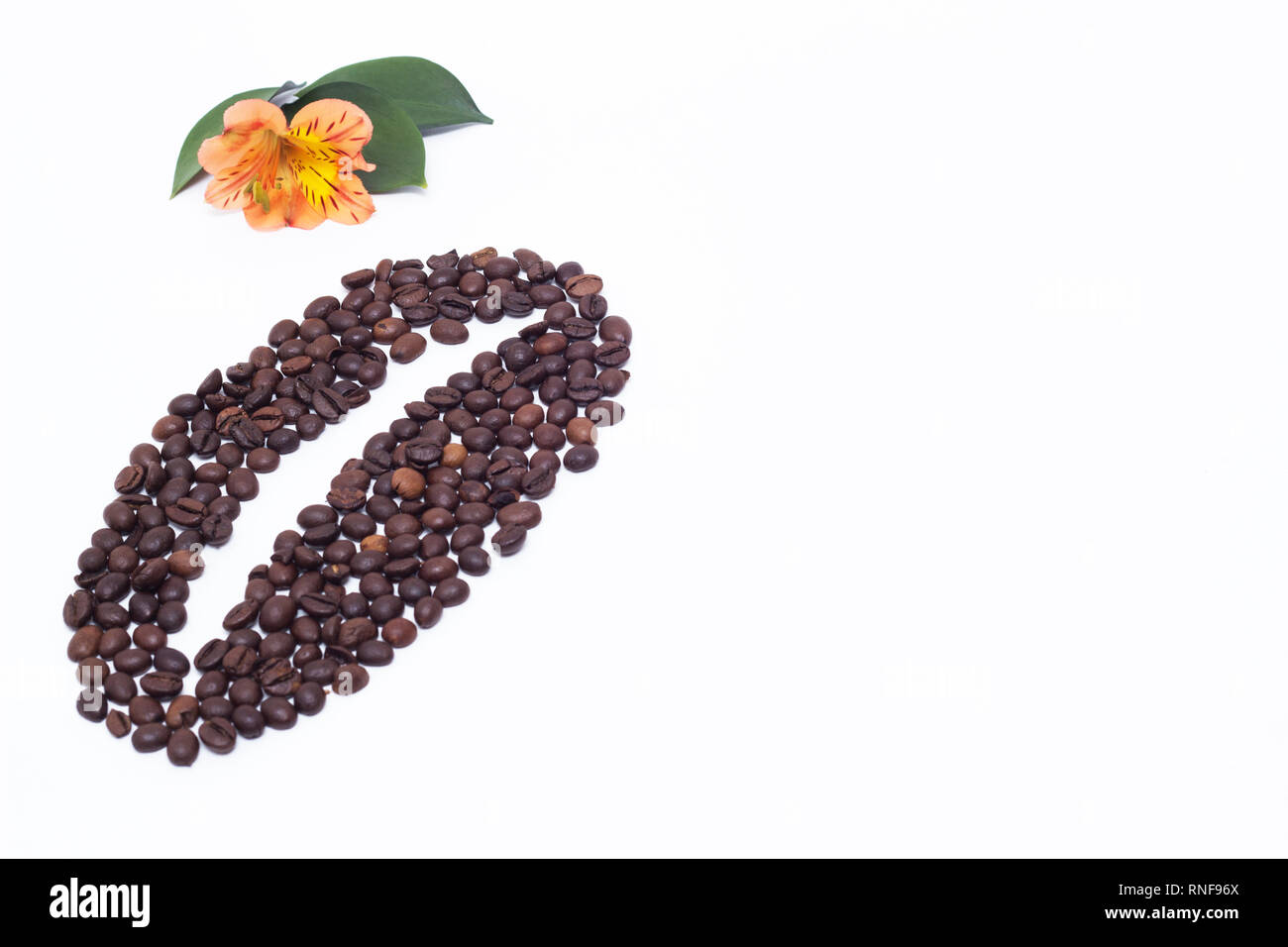Lined coffee beans from small coffee beans and an orange hibiscus ...