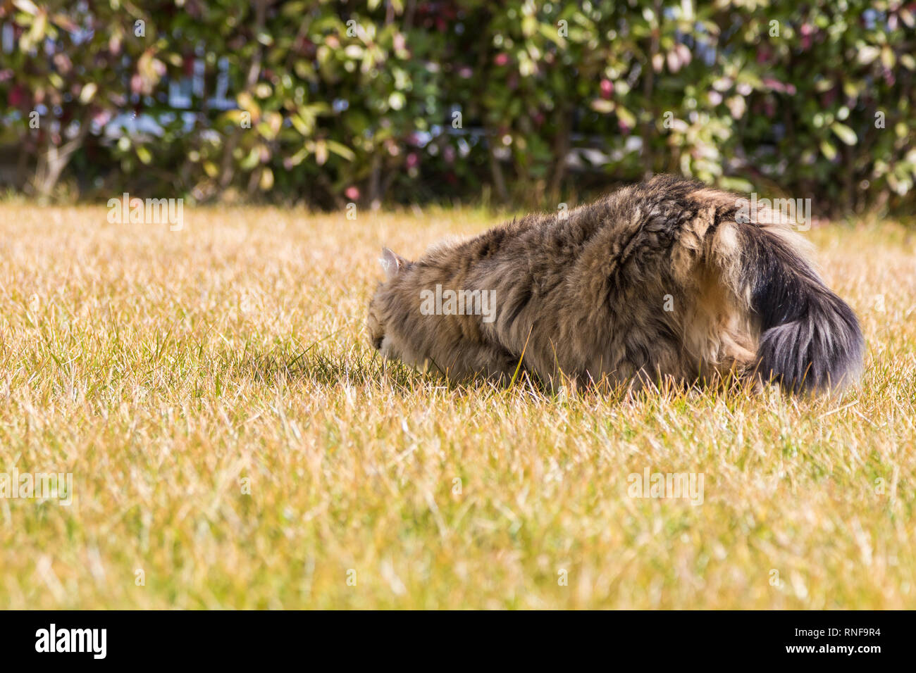 Fluffy male cat of siberian breed in a garden. Adorable pet outdoor on ...