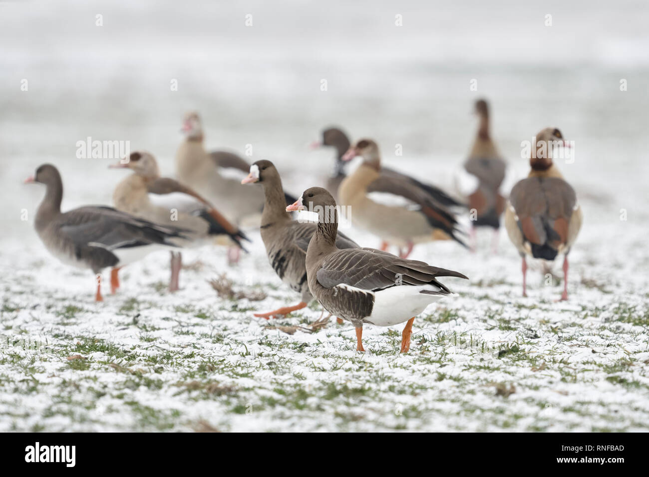 Greater White-fronted Geese / Blaessgans ( Anser albifrons ) together ...