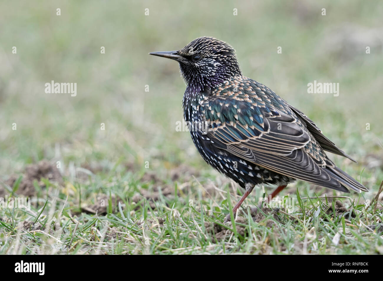 Common Starling / Star ( Sturnus vulgaris ) in winter, sitting ...