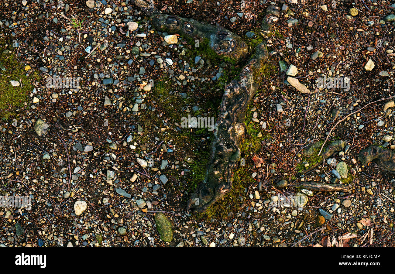 Large roots of trees in mountainous terrain are twisted among stones ...