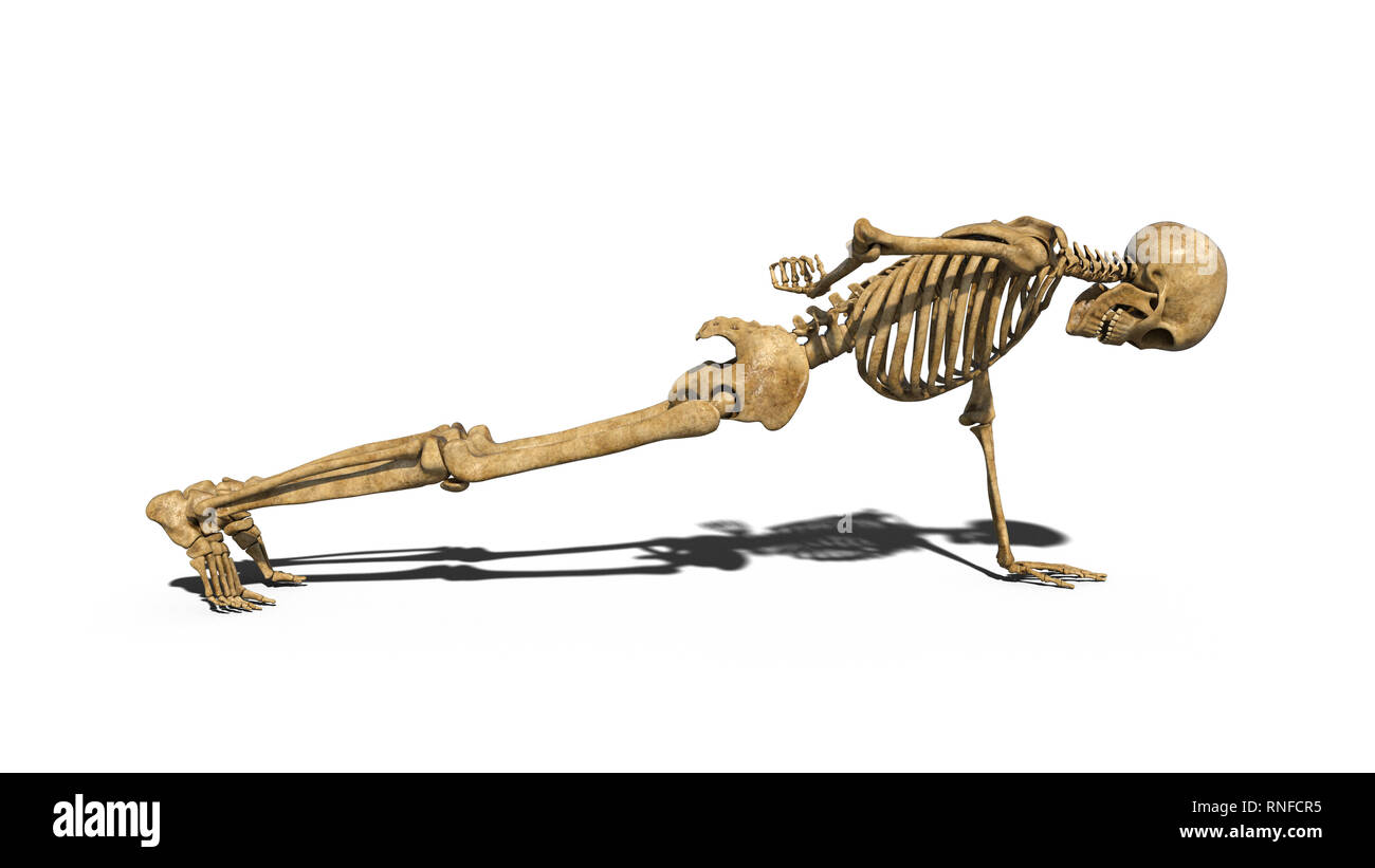 Funny skeleton doing push-ups on one arm, human skeleton exercising ...