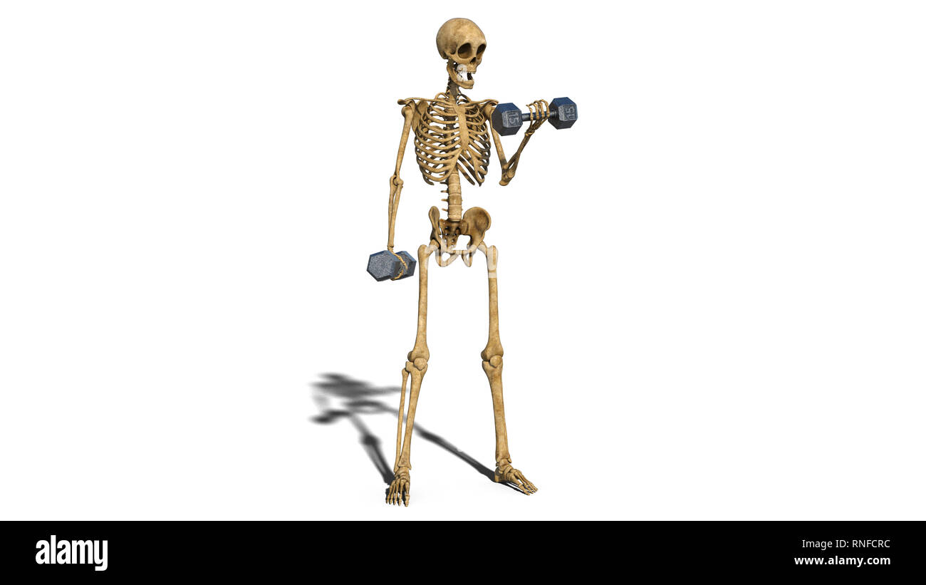 Funny skeleton exercising with dumbbells, human skeleton lifting ...