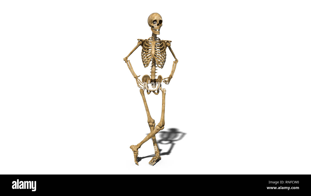 Funny skeleton standing and smiling, human skeleton isolated on white ...