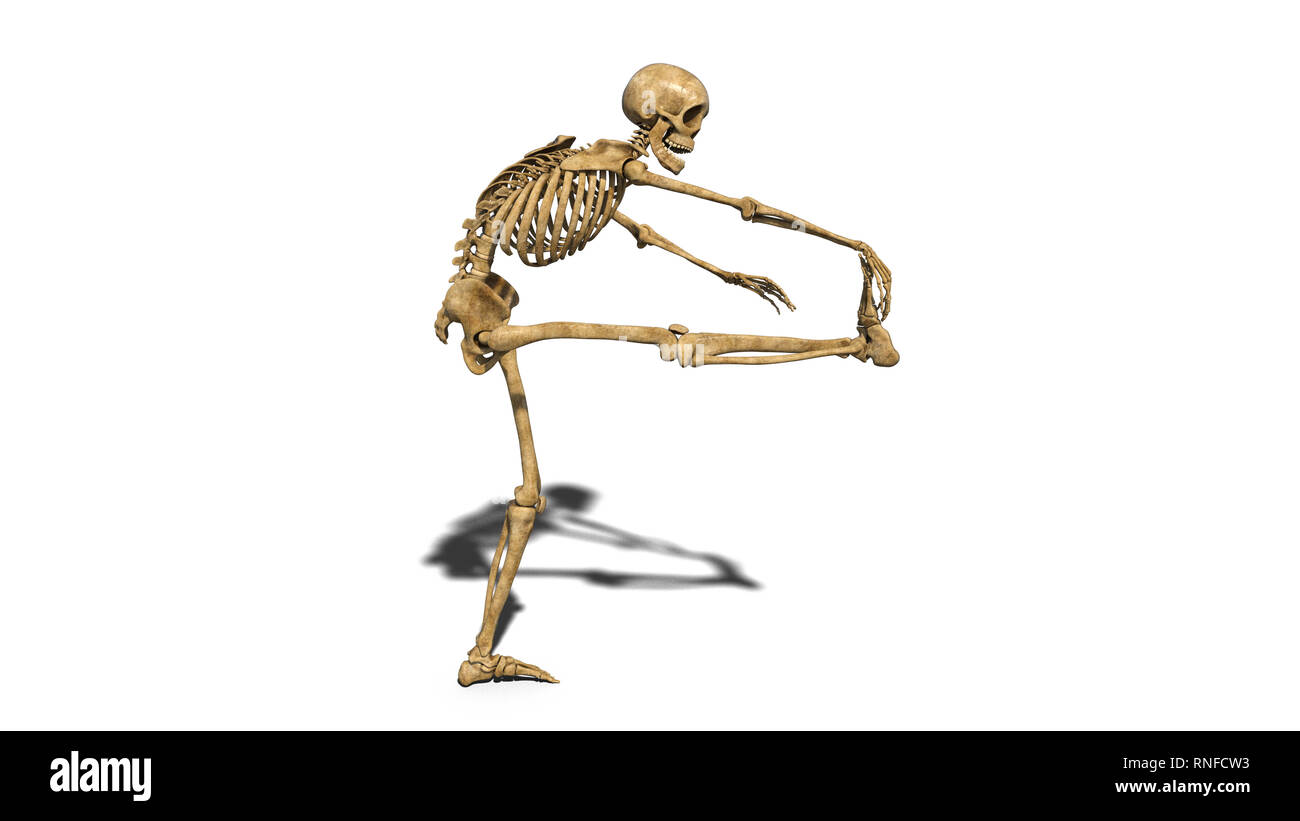 Funny skeleton stretching leg, human skeleton exercising on white ...
