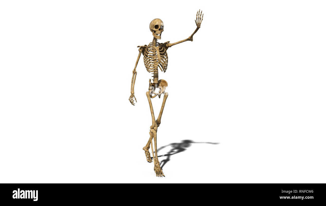 Funny skeleton waving and smiling, walking human skeleton isolated on ...