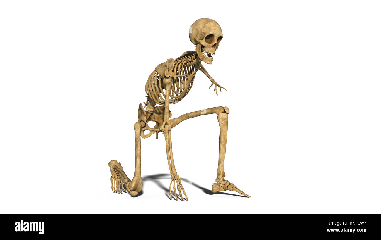 Human Knee Anatomy Stock Photos & Human Knee Anatomy Stock Images - Alamy