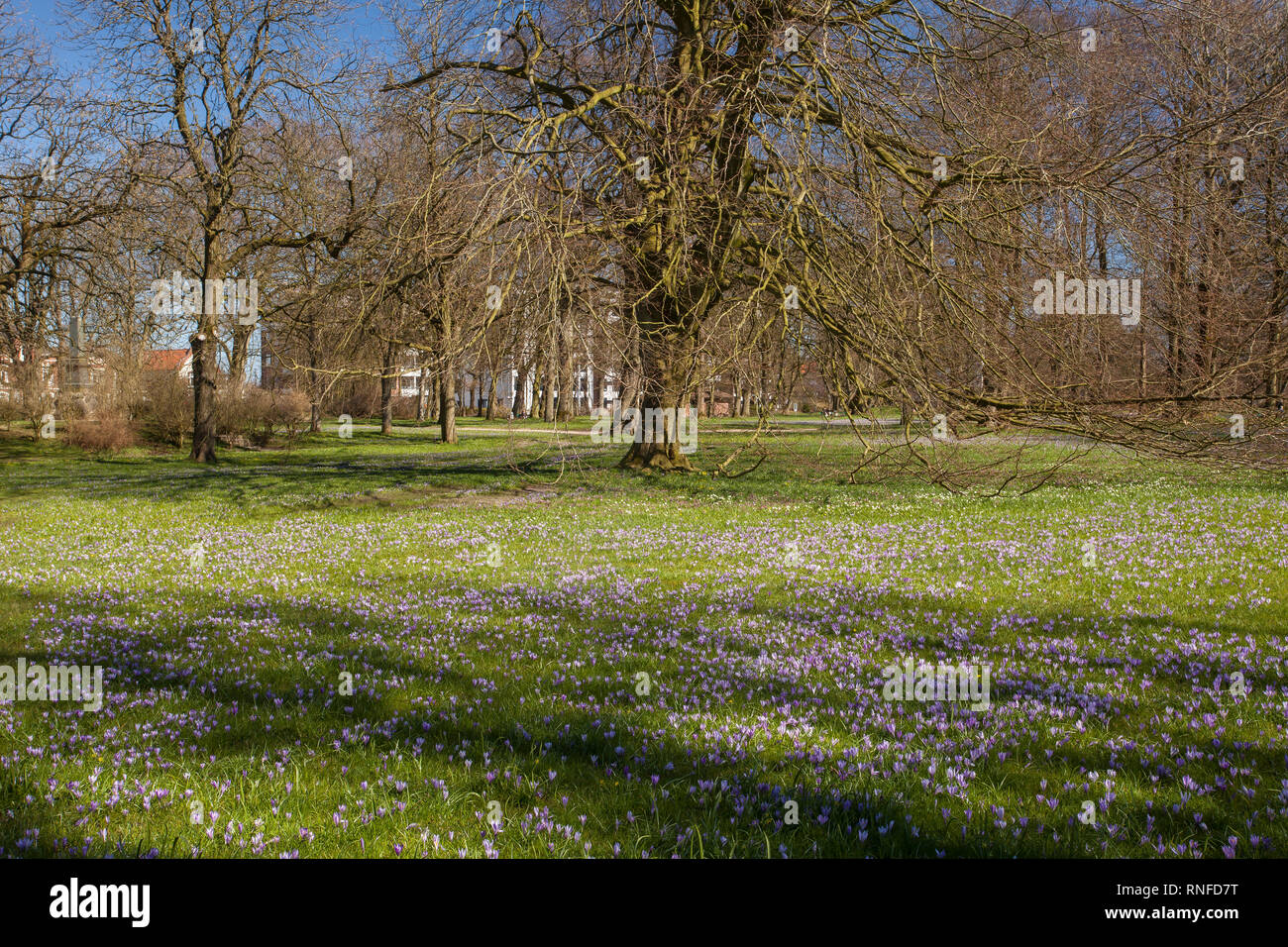 Crocuses (Crocus sp.), Husum palace gardens, Schleswig-Holstein ...
