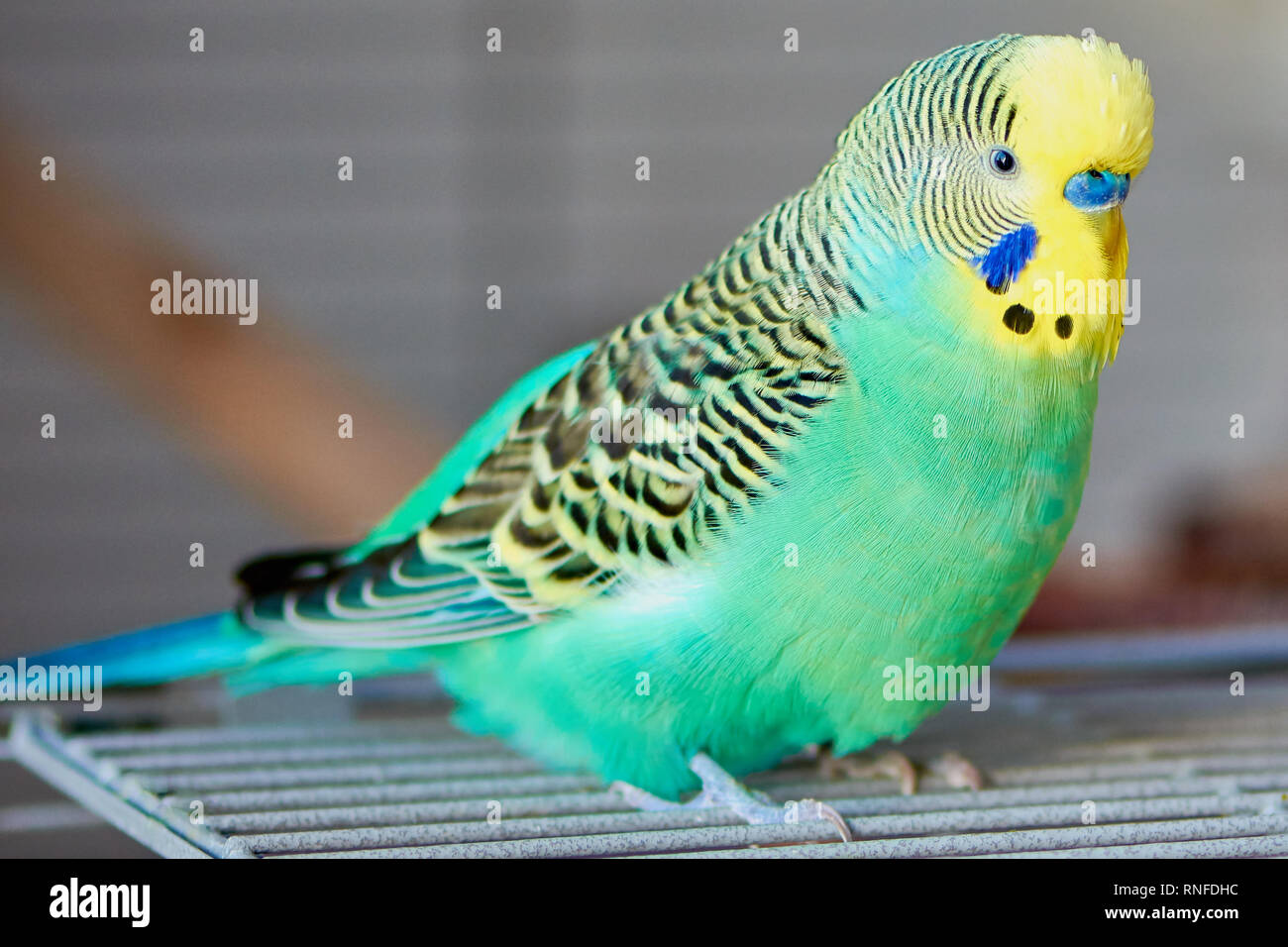 Blue parakeet budgie hi-res stock photography and images - Alamy Blue parakeet budgie hi-res stock photography and images - Alamy
