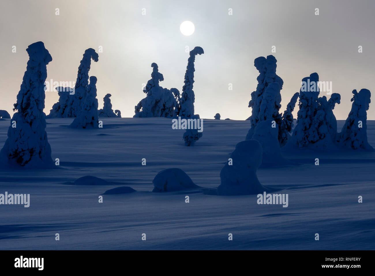 Snow and ice covered coniferous trees in lapland , Finland Stock Photo ...