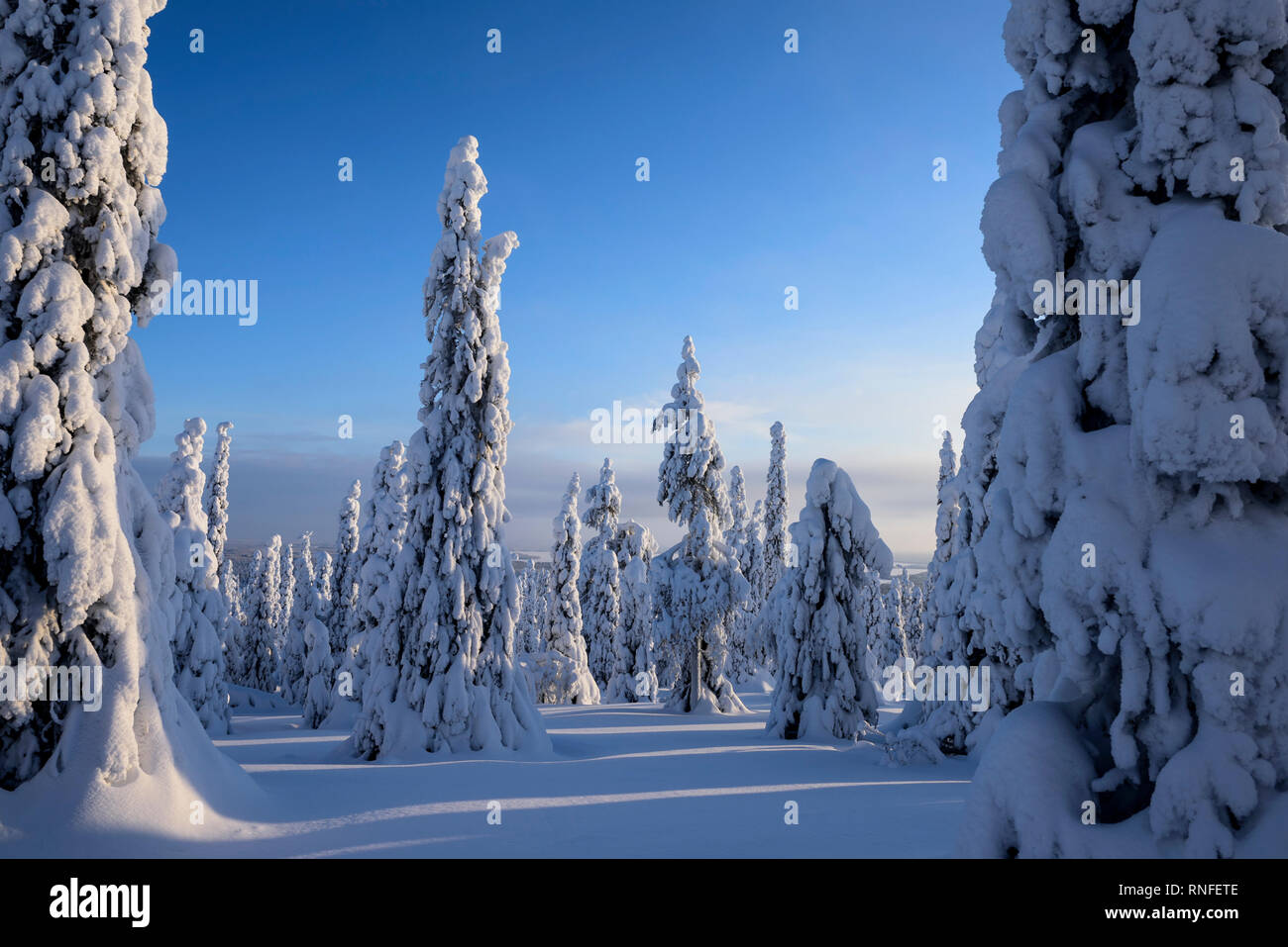 Snow and ice covered coniferous trees in lapland , Finland Stock Photo ...