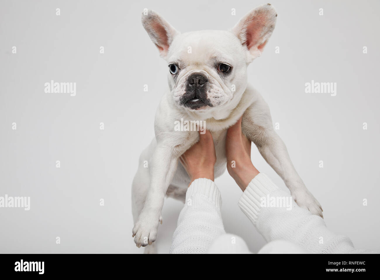 cropped view of female hands holding french bulldog on white background ...