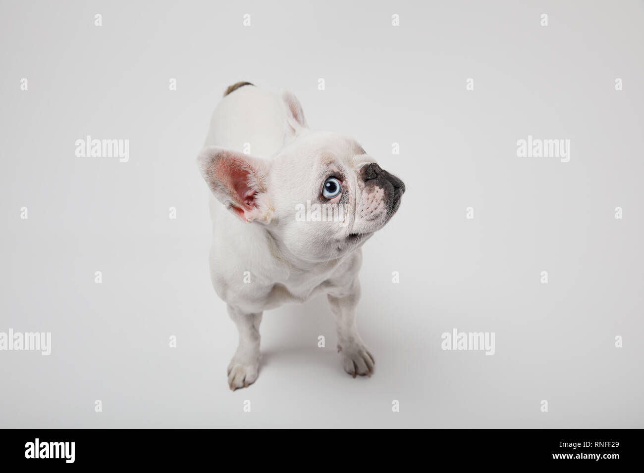 french bulldog with dark nouse on white background Stock Photo - Alamy