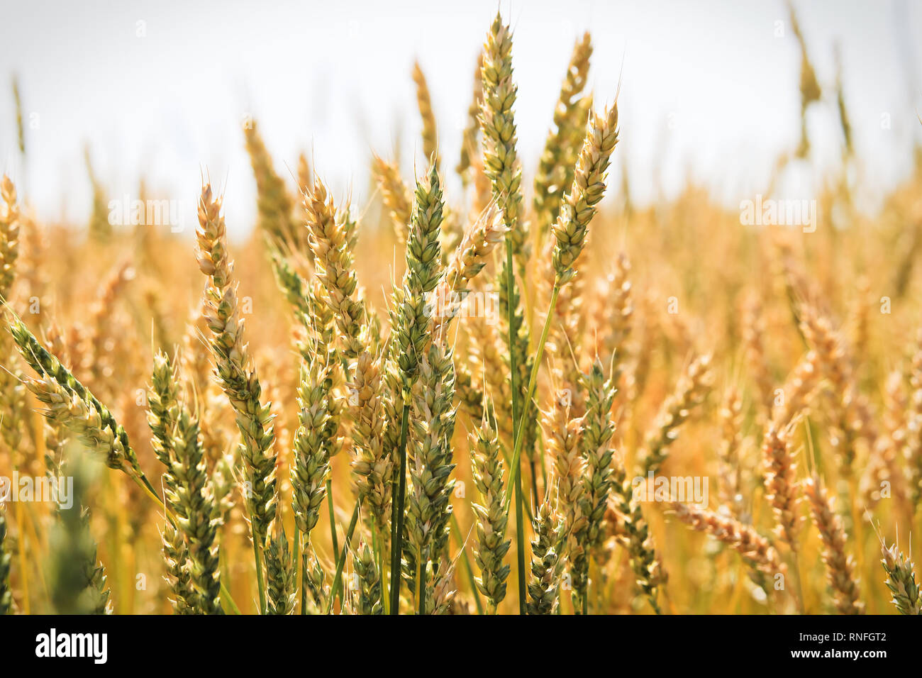 Closeup wheat farm hi-res stock photography and images - Alamy