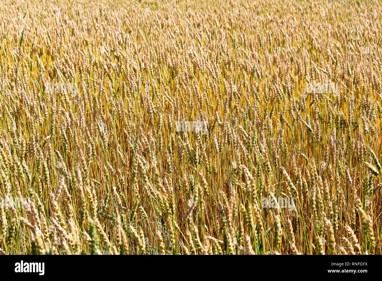 a background of yellowing wheat in a field Stock Photo - Alamy