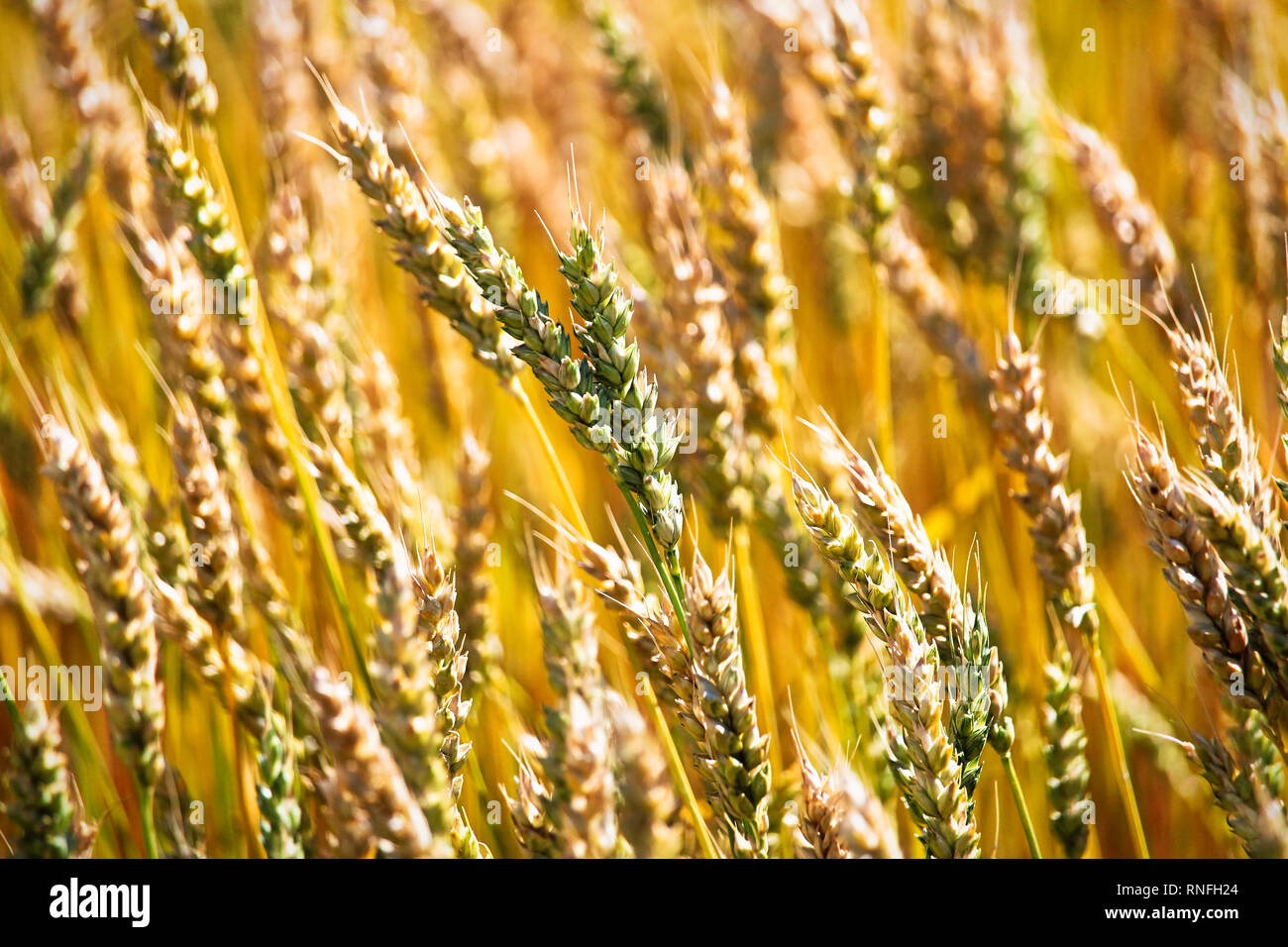 Closeup wheat heads hi-res stock photography and images - Alamy