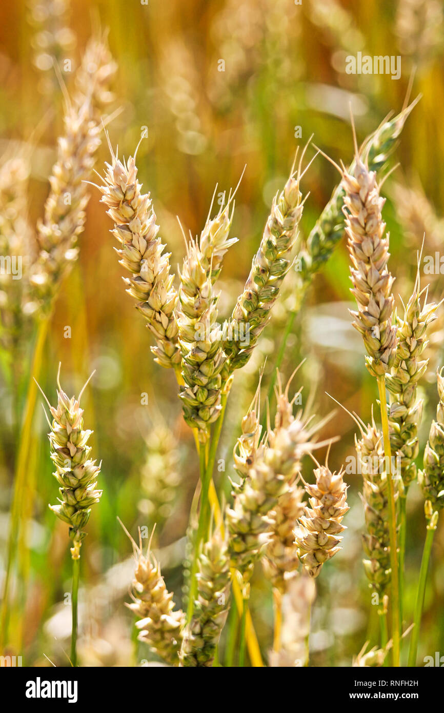 Wheat heads hi-res stock photography and images - Alamy