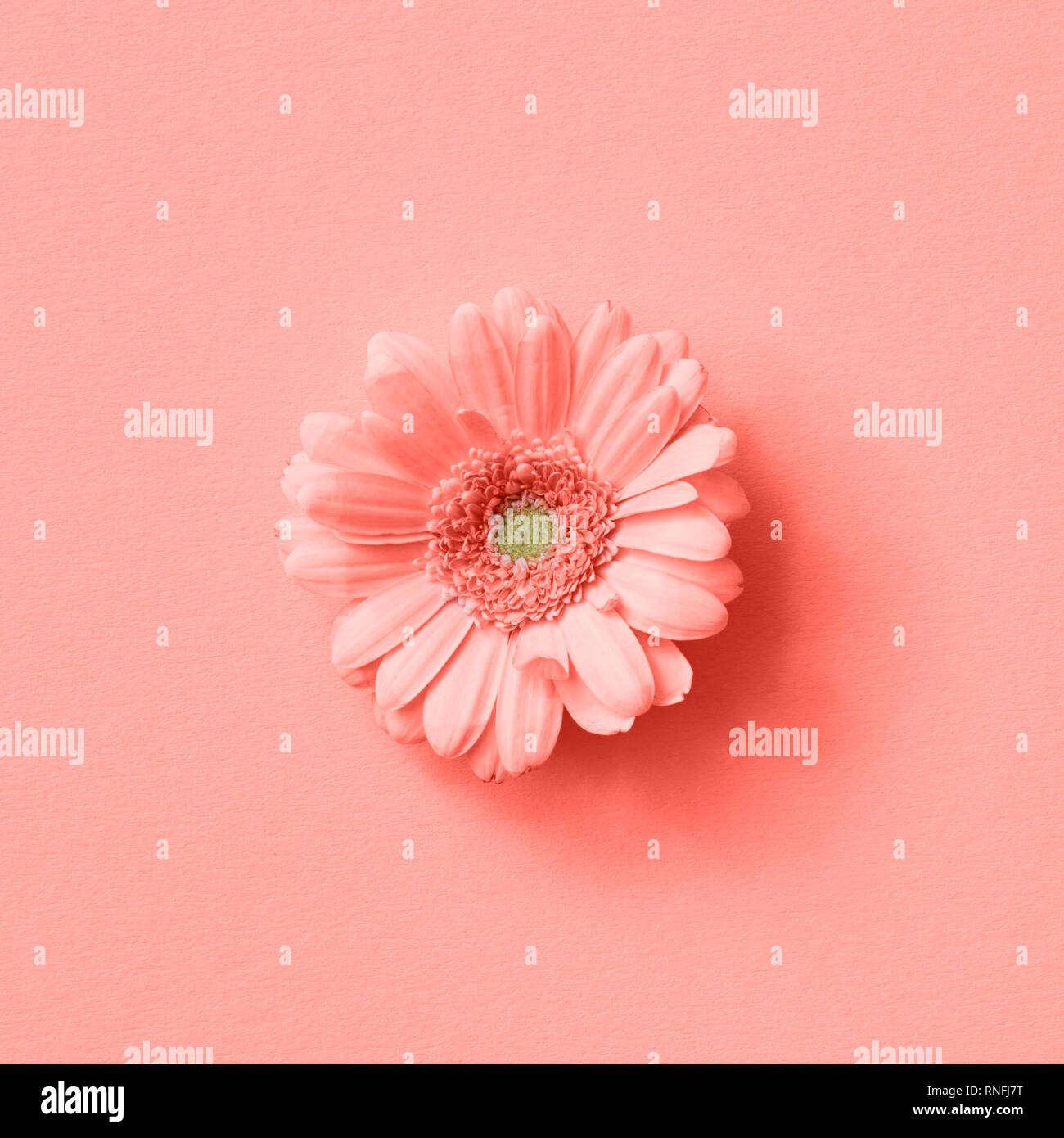 Close up beautiful gerbera flower on a color background of the year ...