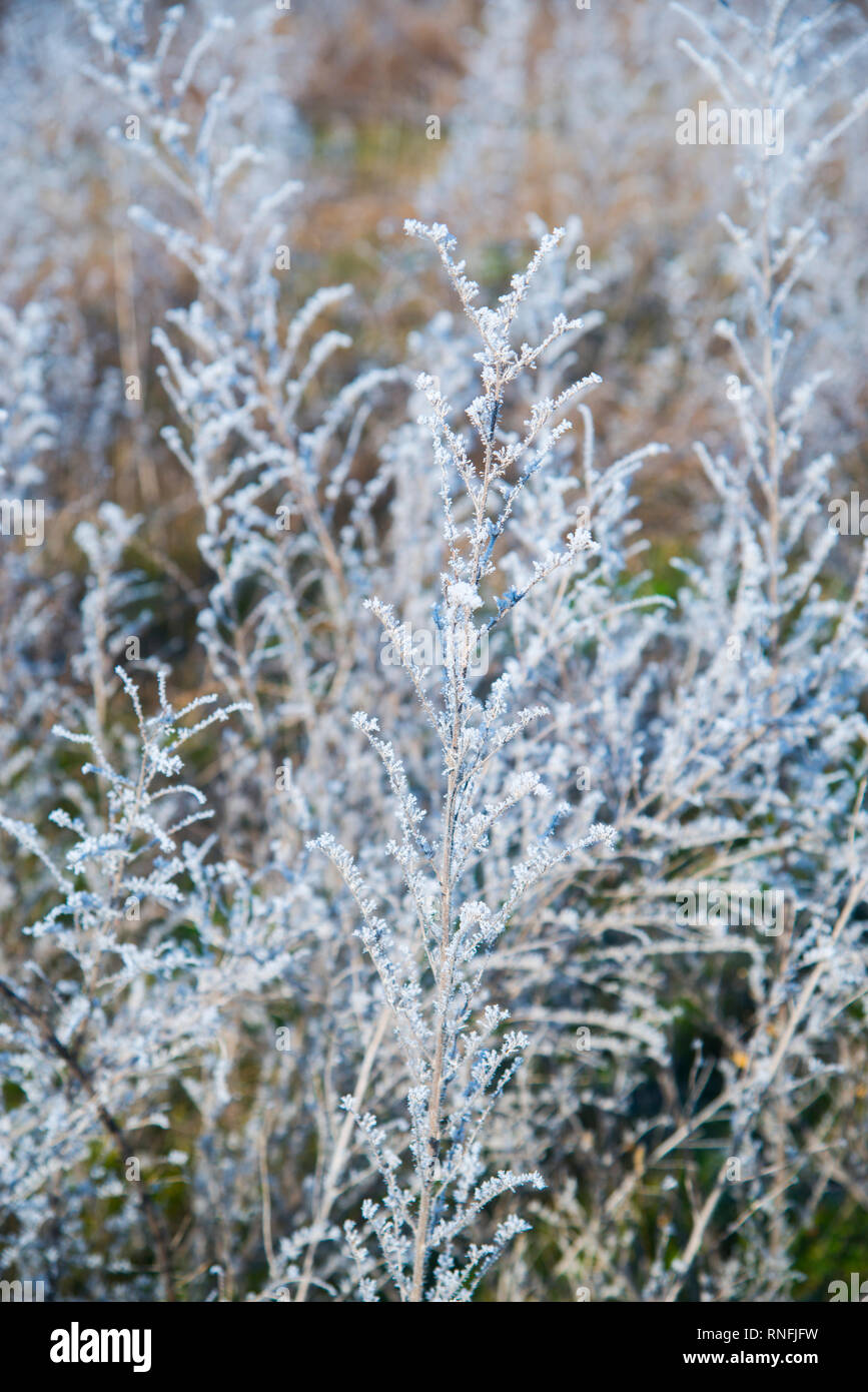 Plantas heladas hi-res stock photography and images - Alamy