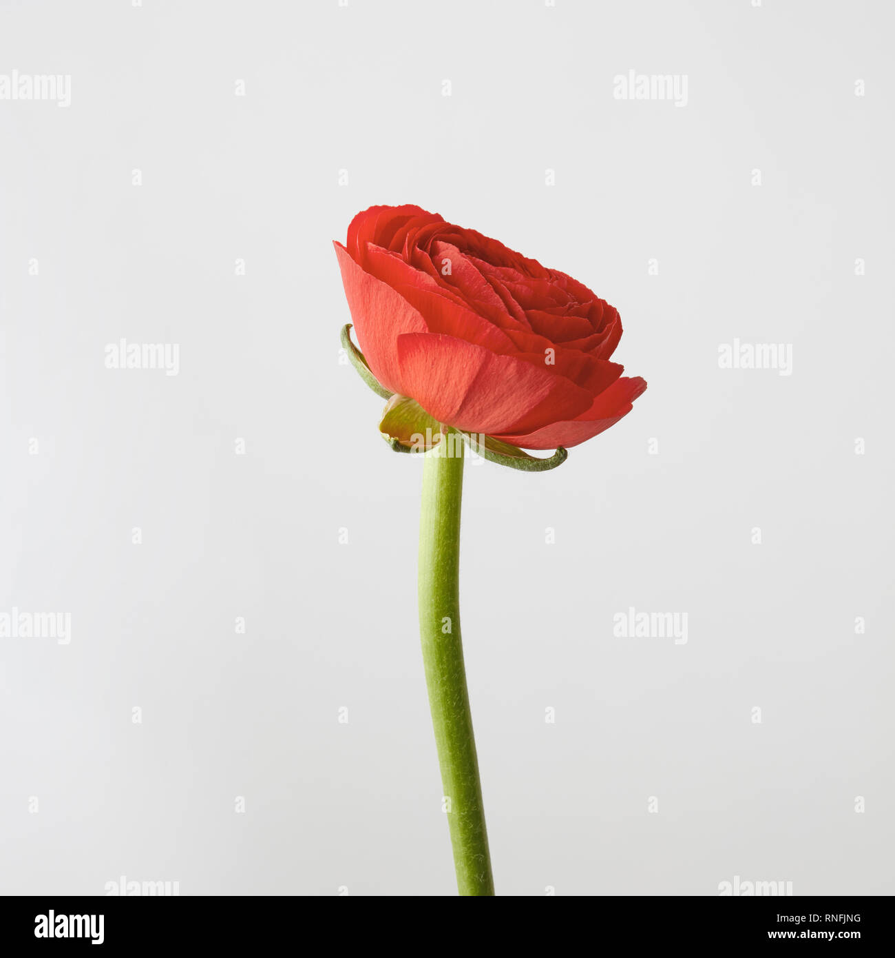 Beautiful ranunculus flower in a color of the year 2019 Living Coral ...