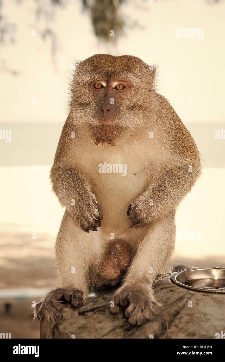 Monkey in Kuantan sand beach background. Monkey cute and fluffy sit in ...