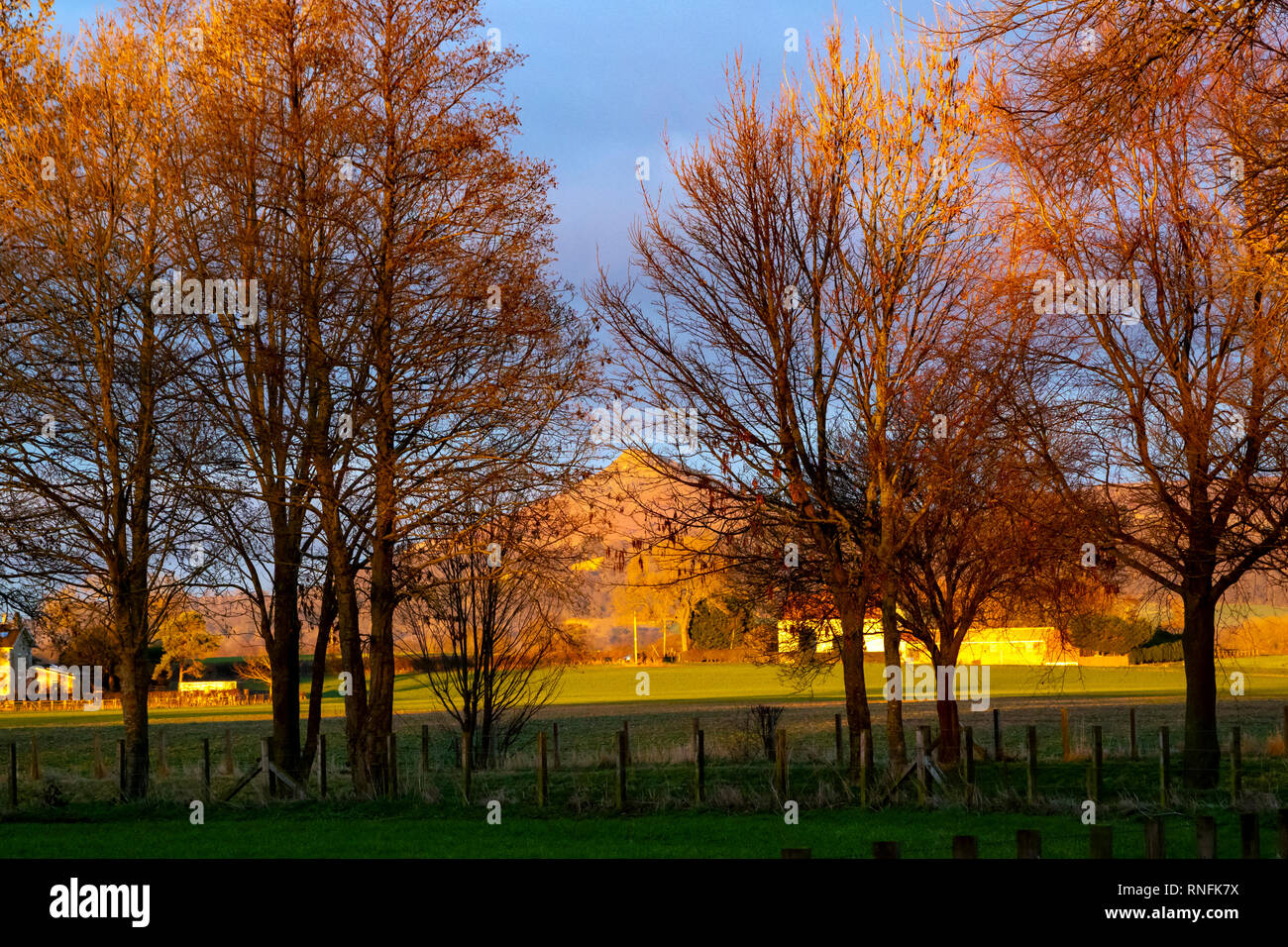 Roseberry Topping in winter sunshine through trees, Stokesley, North ...