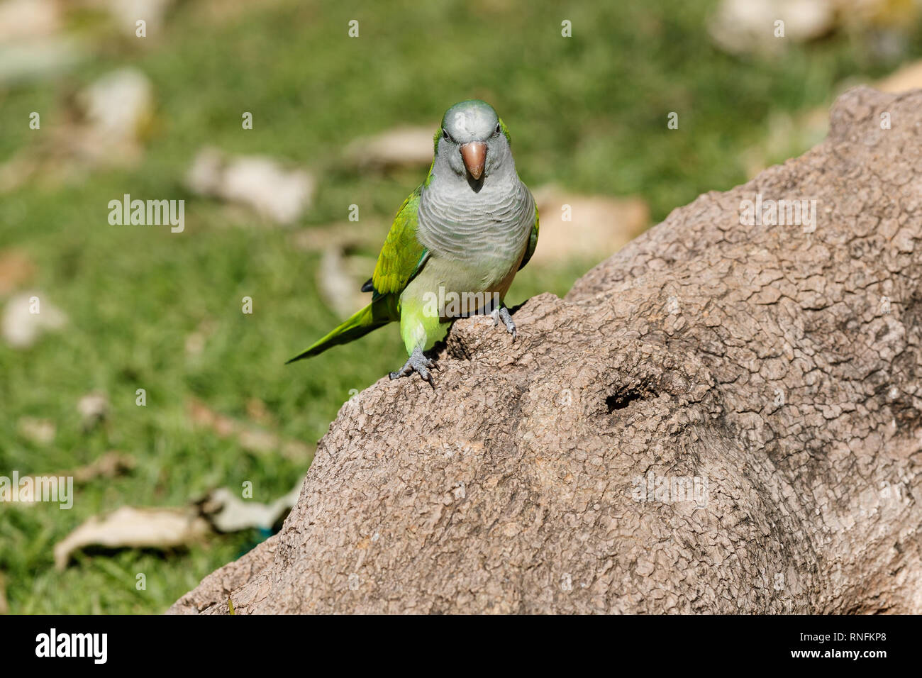 Zoo of Barcelona: Monk parakeet (Myiopsitta monachus). You can often ...
