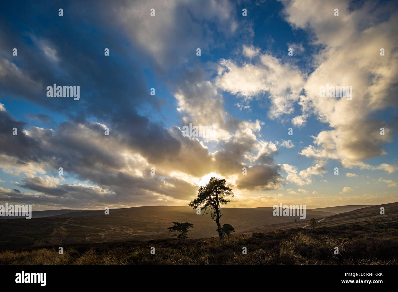 Lone Pine at sunset, Commondale, North York Moors Stock Photo - Alamy