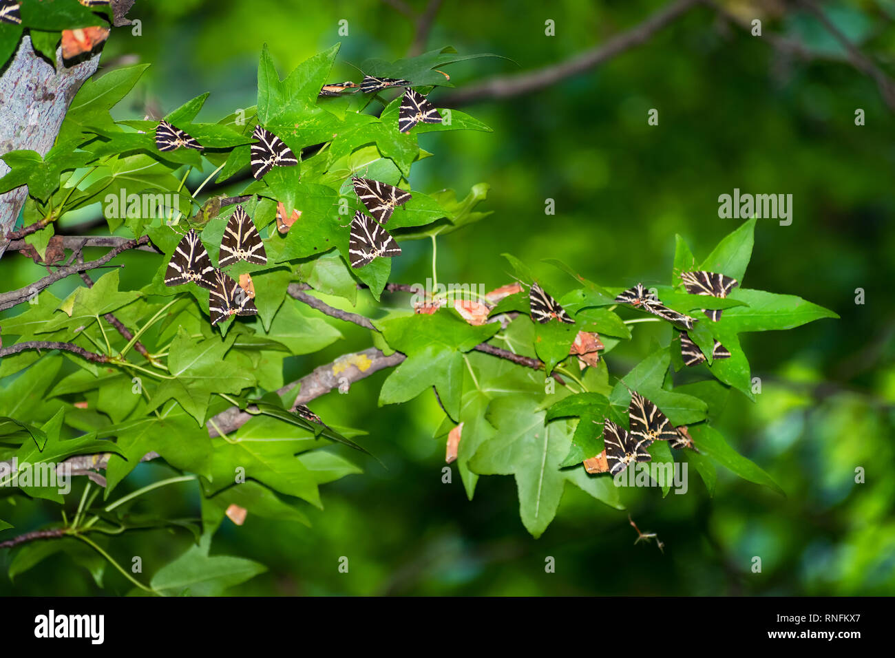 Butterflies of greece hi-res stock photography and images - Alamy