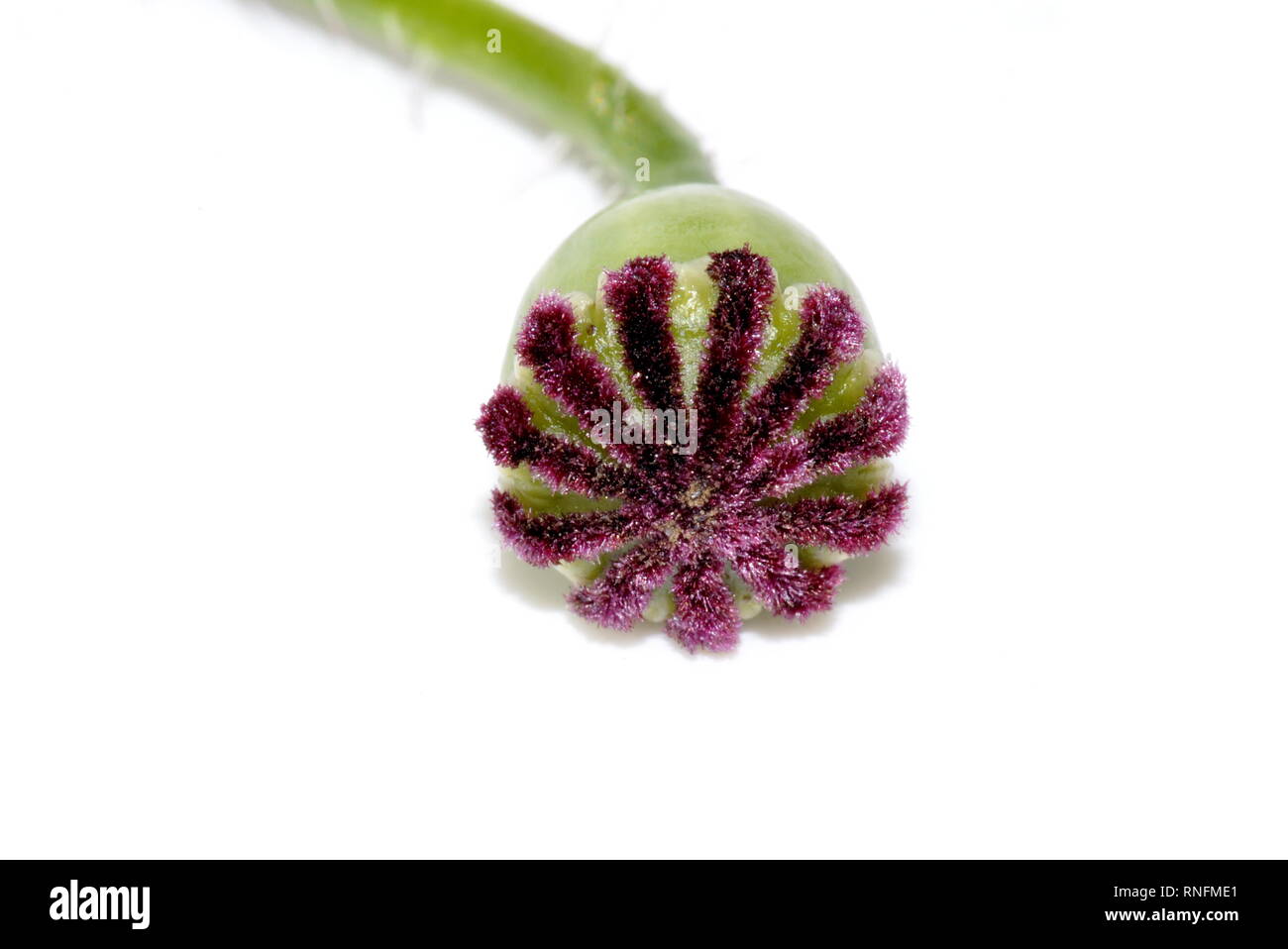 Poppy seed dispersal Cut Out Stock Images & Pictures - Alamy