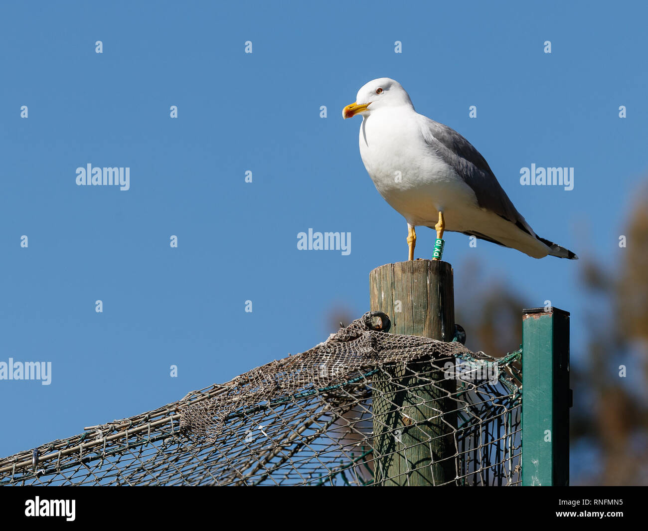 Zoo of Barcelona: seagull Stock Photo - Alamy
