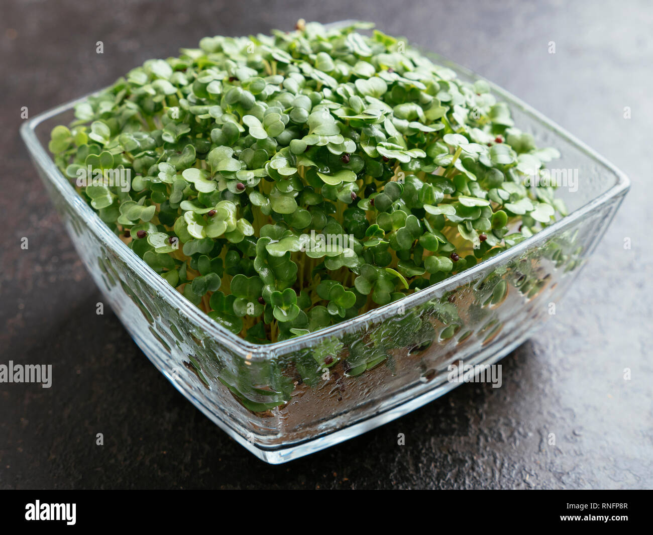 Brassica rapa cymosa hi-res stock photography and images - Alamy