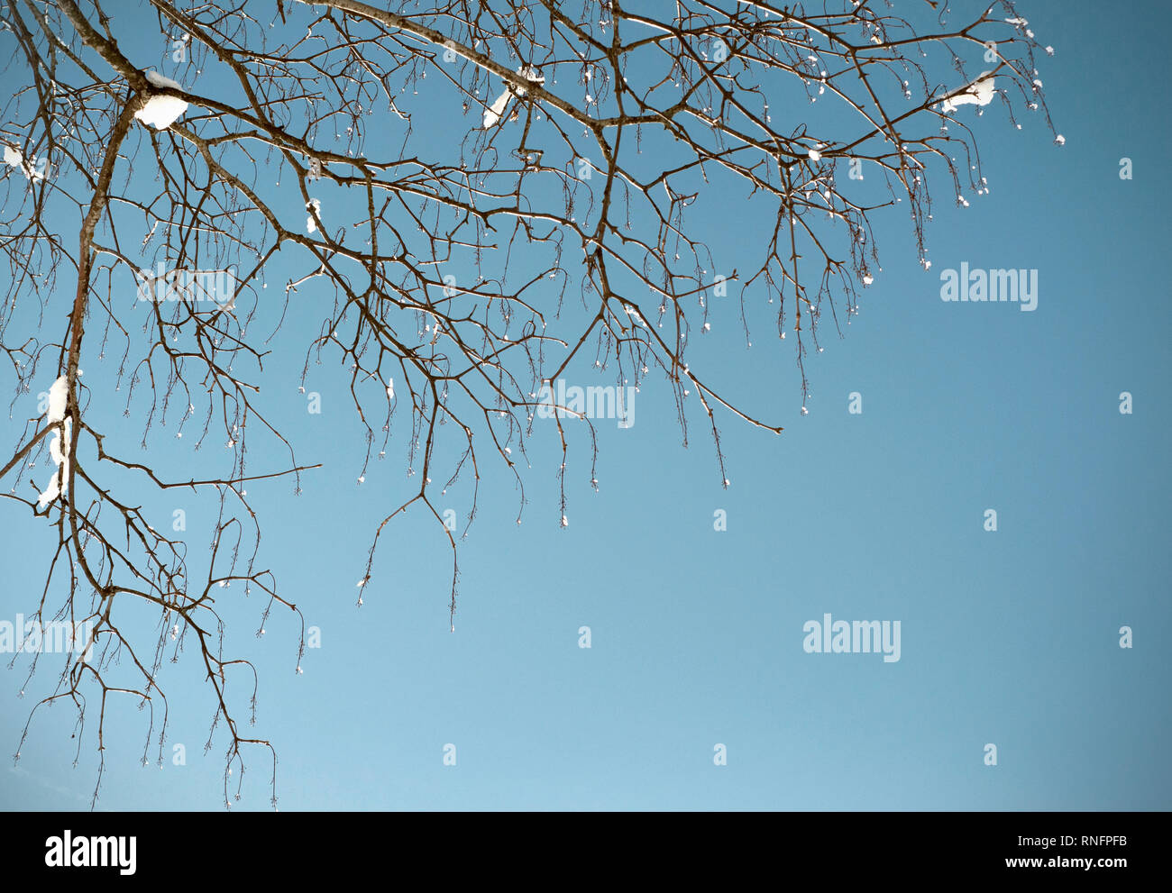 Frozen tree detail and blue sky winter season background. Branches tree ...