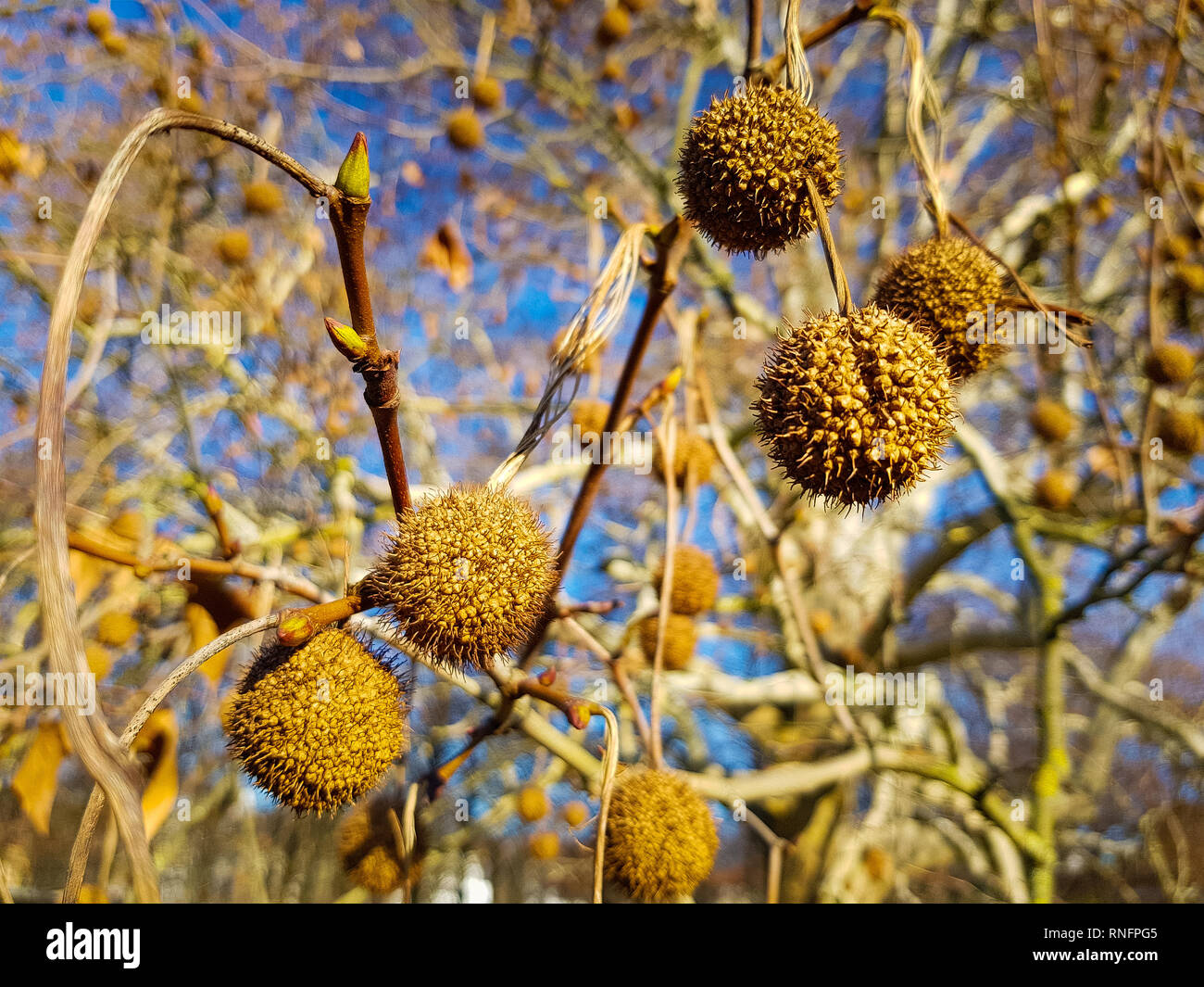 Close up of fruits of the plane tree in spring covered in golden ...