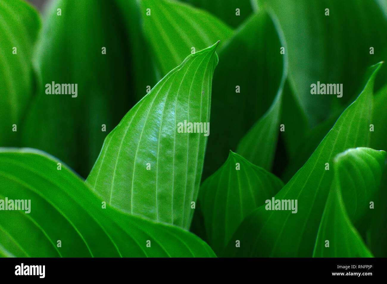 New york state seal hi-res stock photography and images - Alamy