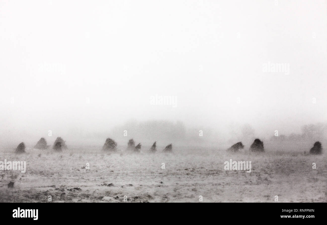 Snow and wind pummel Amish haystacks, Mohawk Valley, New York State ...