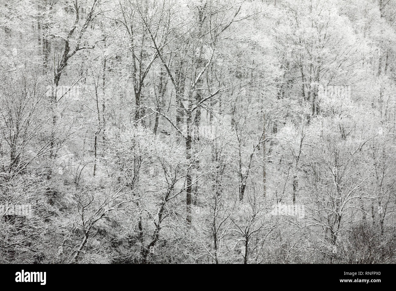 Northern hardwoods hi-res stock photography and images - Alamy