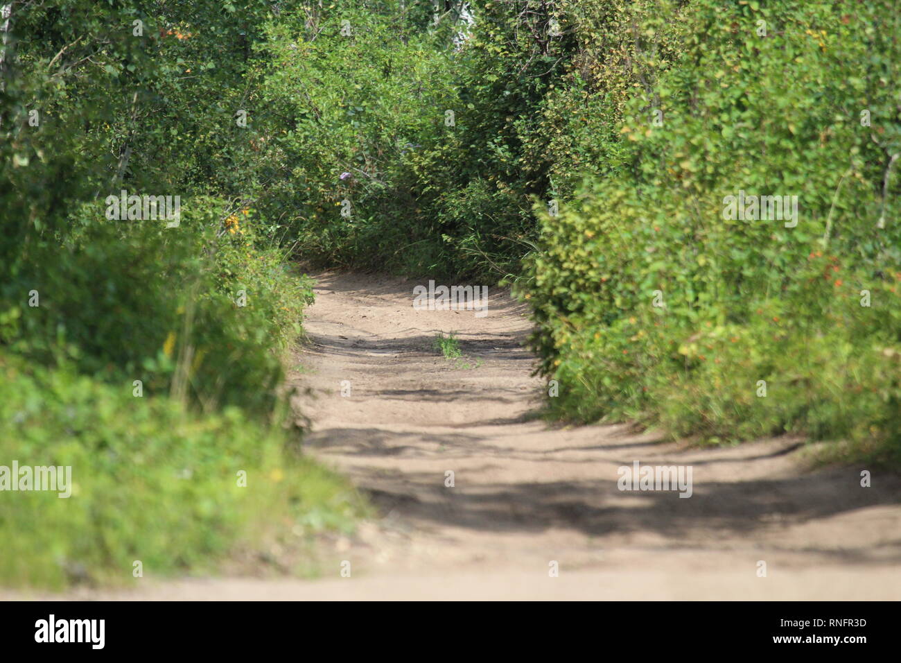 A shallow view of a off road trail through trees Stock Photo - Alamy