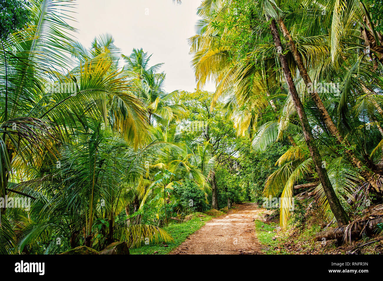Jungle, rainforest, forest. Path in jungle of devils island, french ...