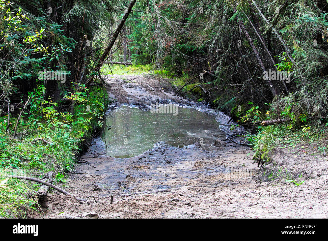 Wet path going forest hi-res stock photography and images - Alamy