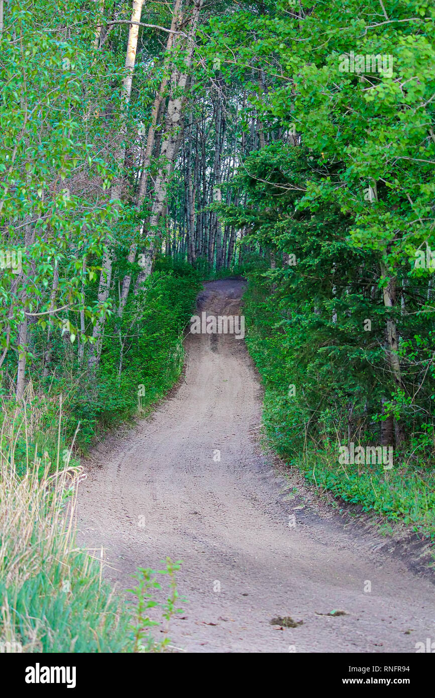 An atv trail going up a hill and disappearing into the forest Stock ...