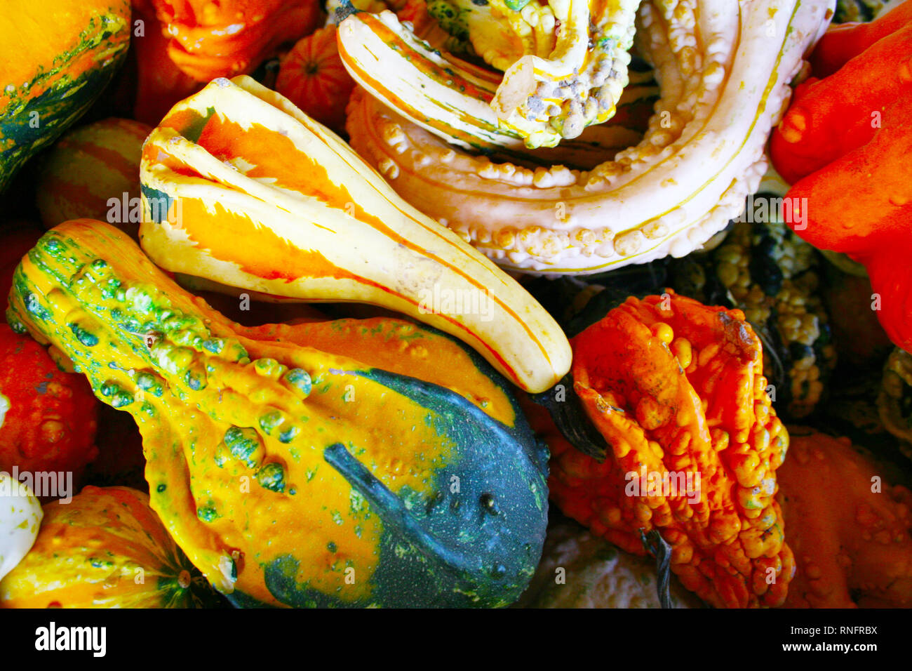 Colorful squash from Red Barn Farm, Weston, MO transport you right to ...