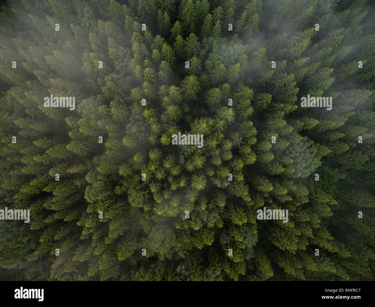 Forest drone photography hi-res stock photography and images - Alamy