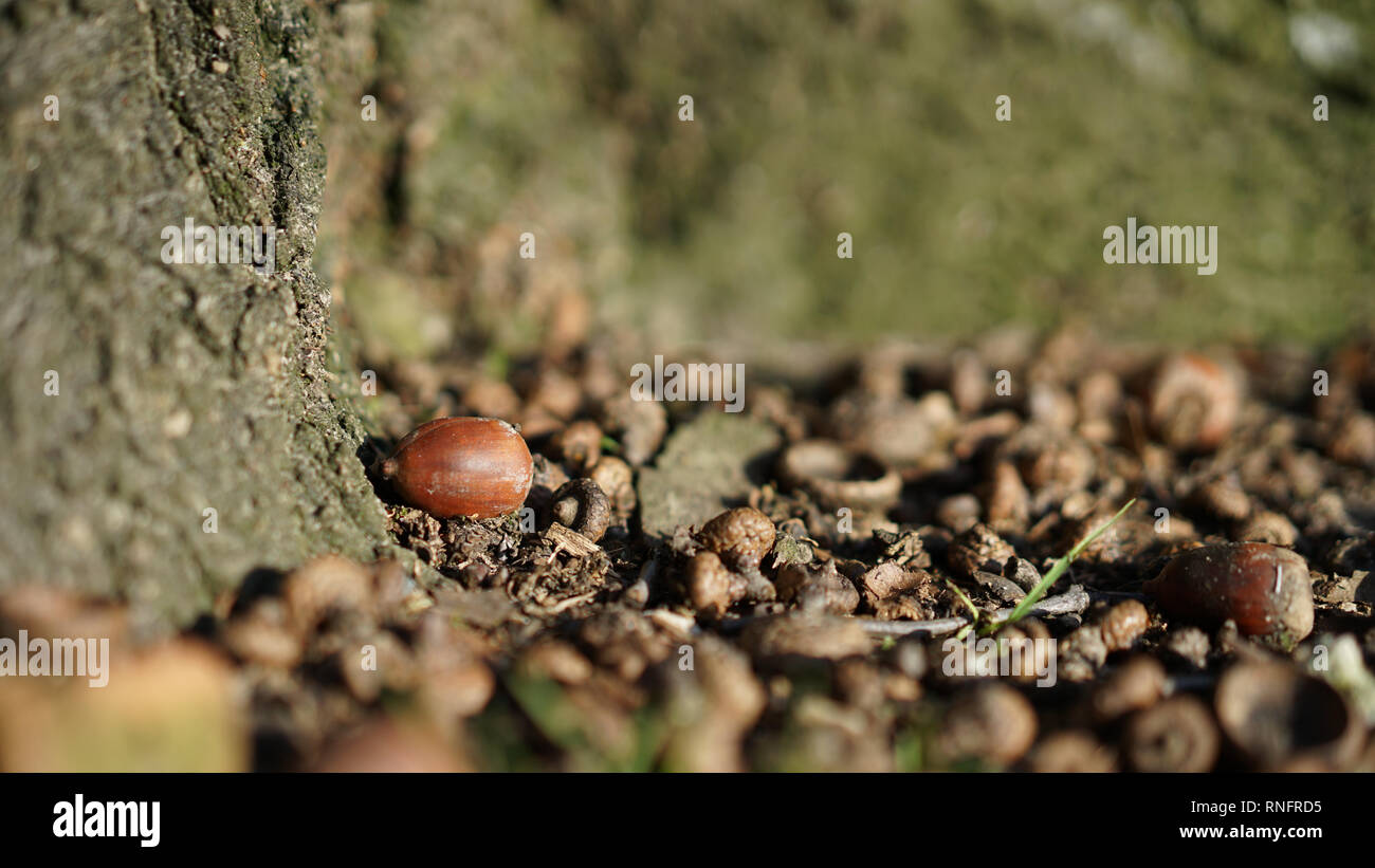 Tree nut hi-res stock photography and images - Alamy